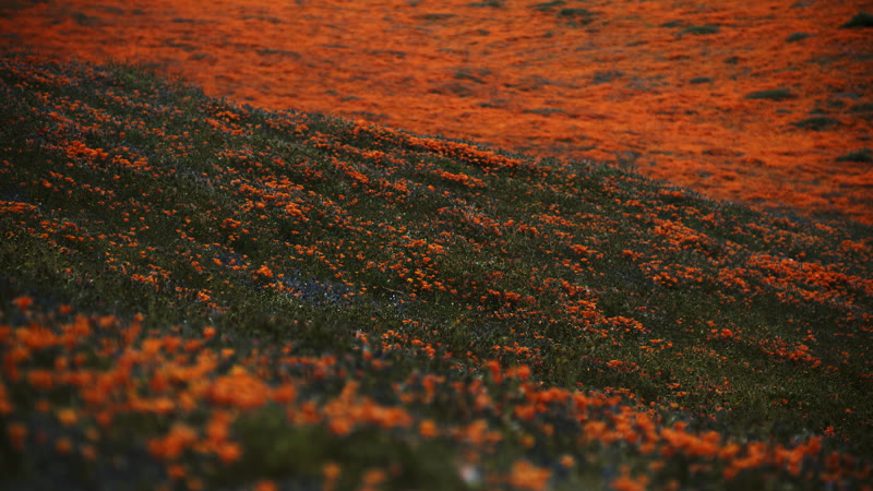 Poppy Field | Visual Revival