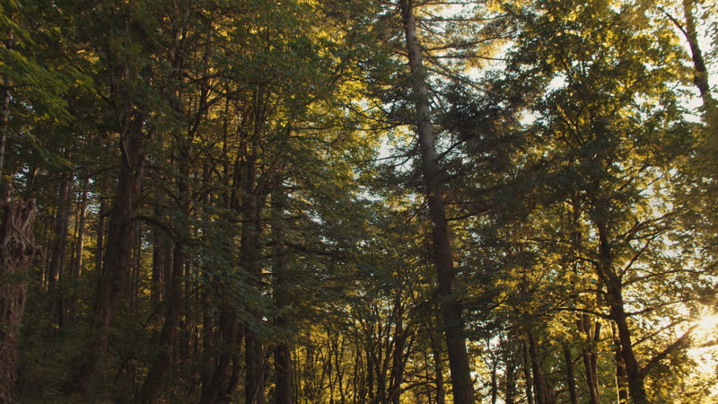 Forest Drive | Visual Revival