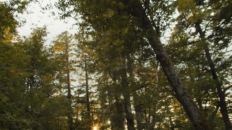 Forest Drive | Visual Revival