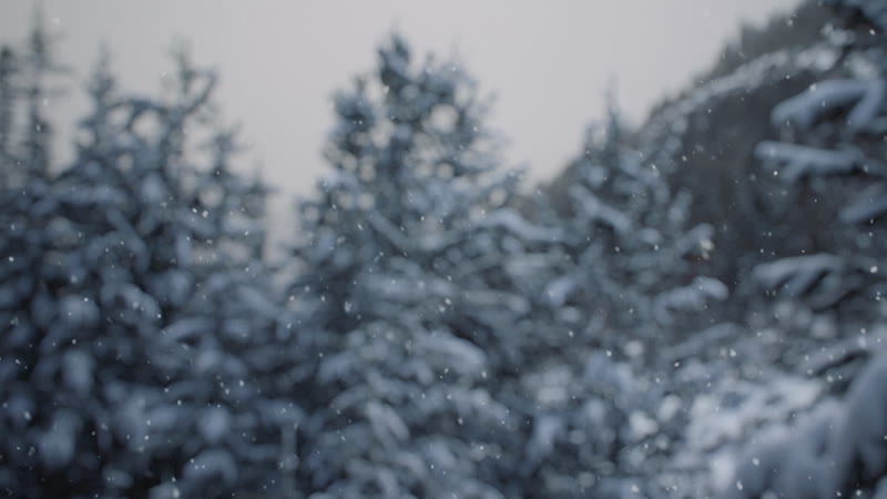 First Snow | Visual Revival
