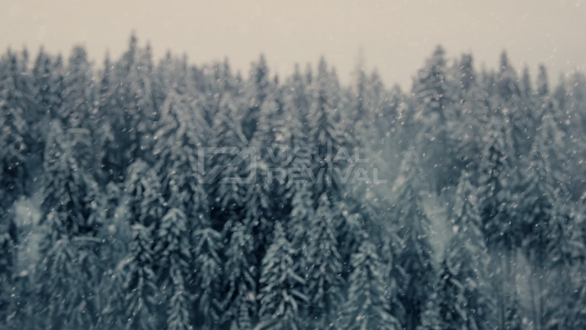 First Snow Still 07 | Visual Revival