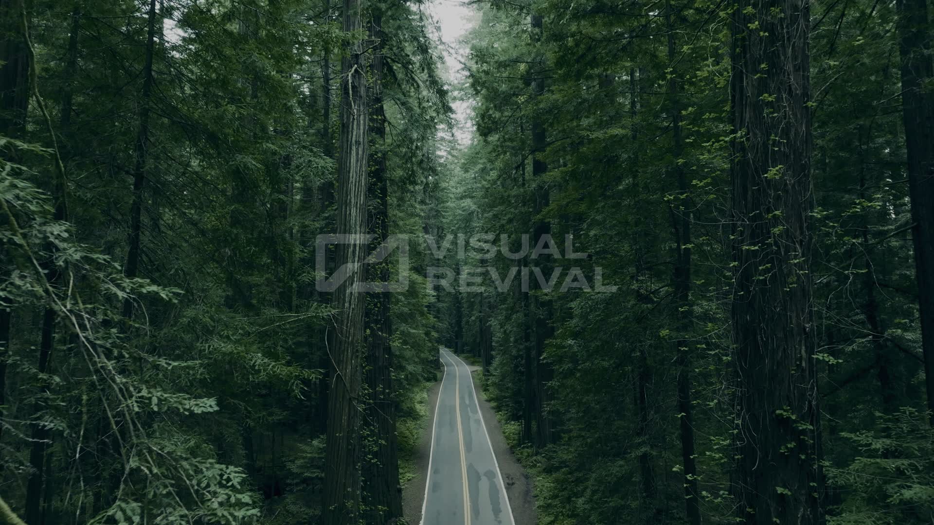 Redwood Still 02 | Visual Revival