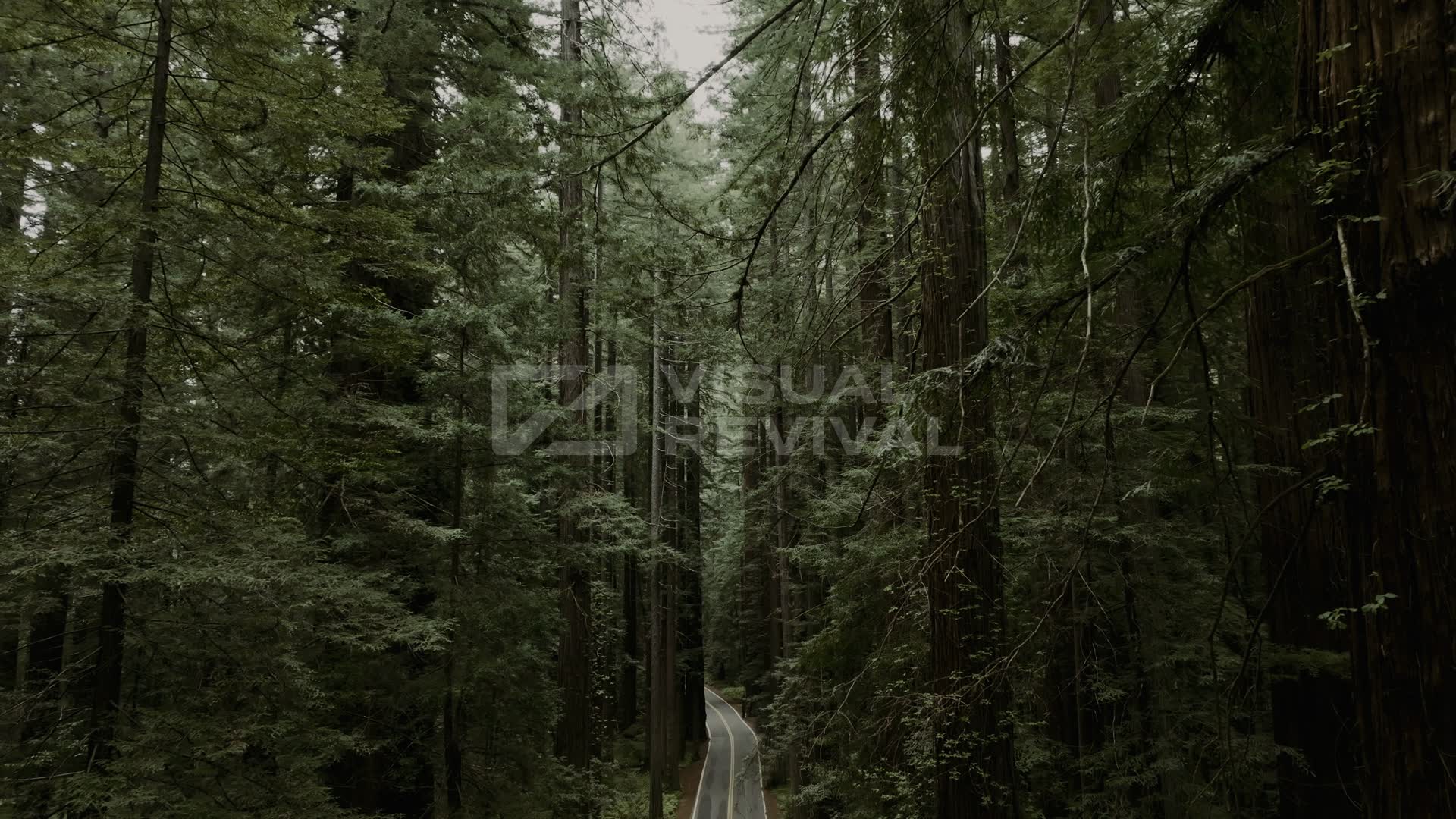 Redwood Still 10 | Visual Revival