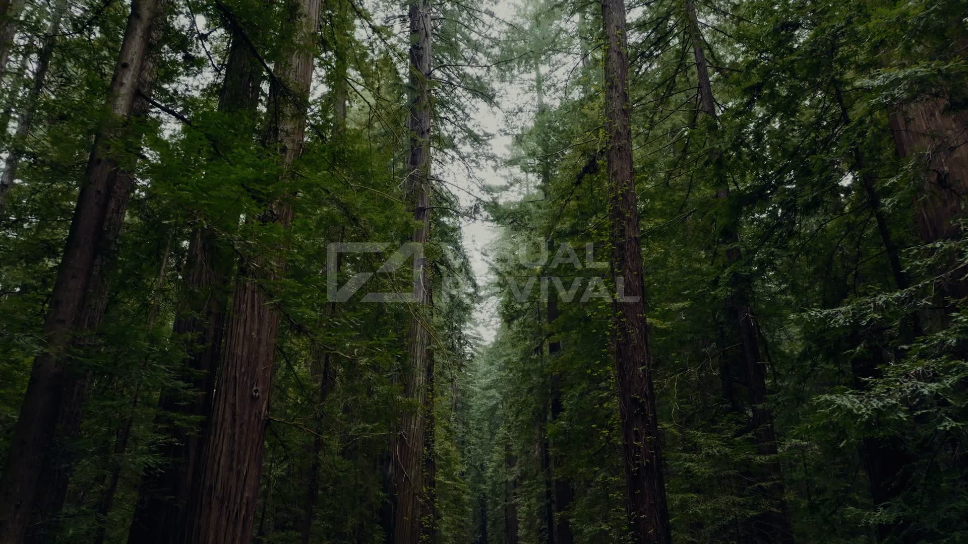 Redwood Still 19 | Visual Revival