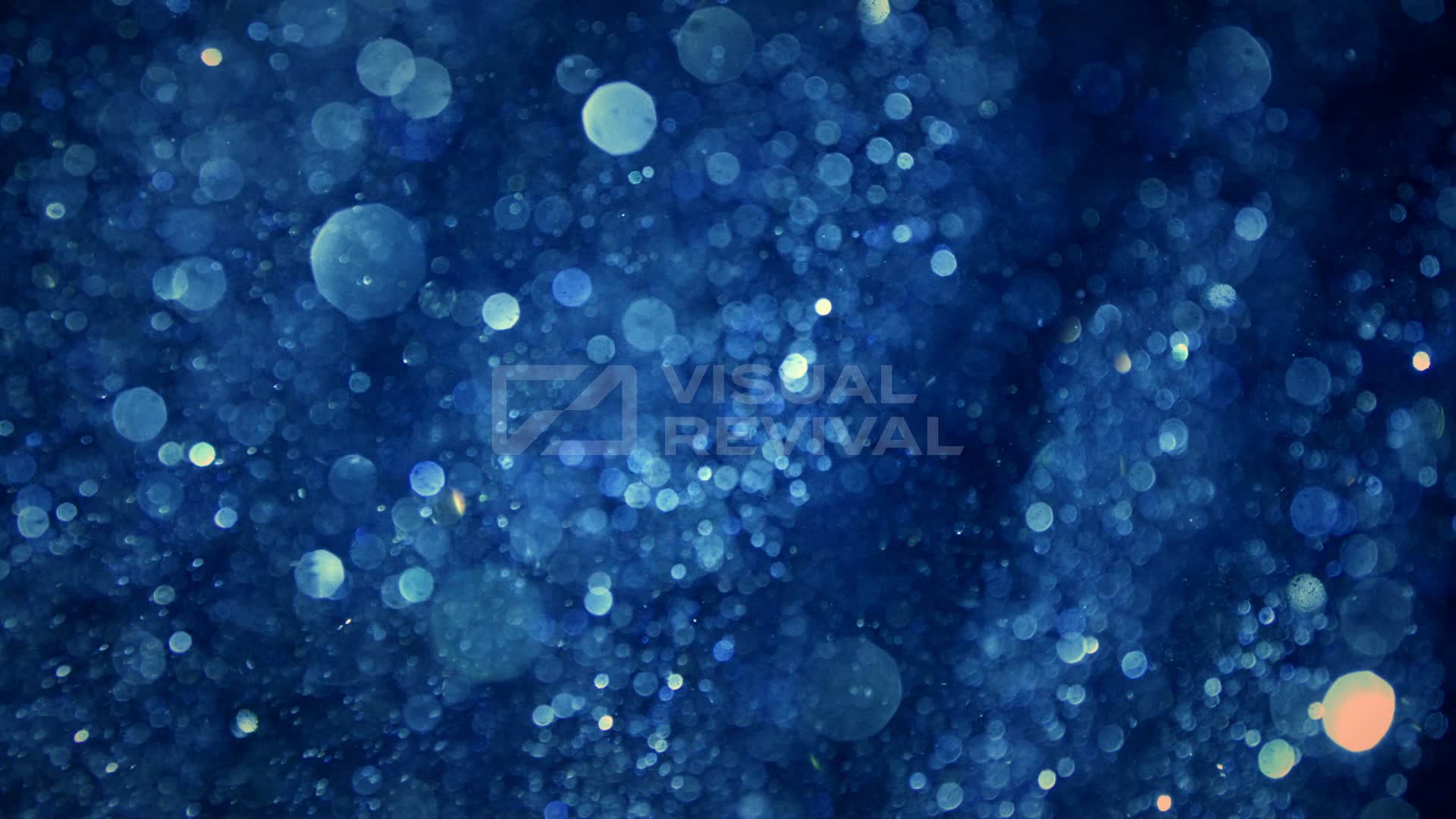 Stardust Still 17 | Visual Revival