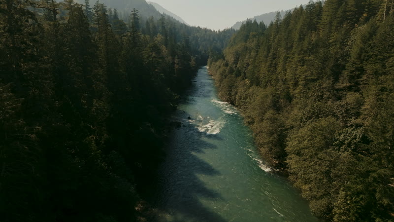 Forest River | Visual Revival