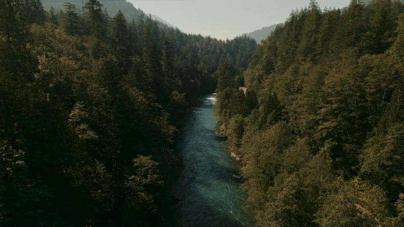 Forest River | Visual Revival