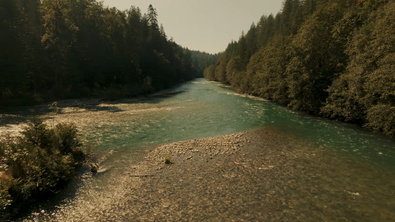 Forest River | Visual Revival