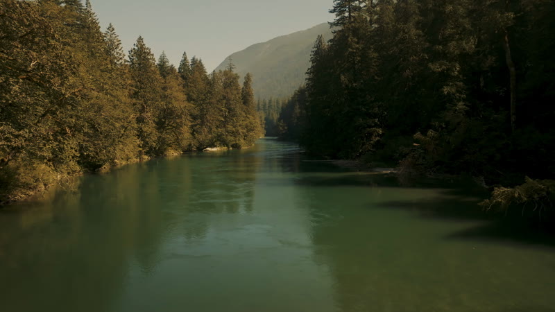 Forest River | Visual Revival