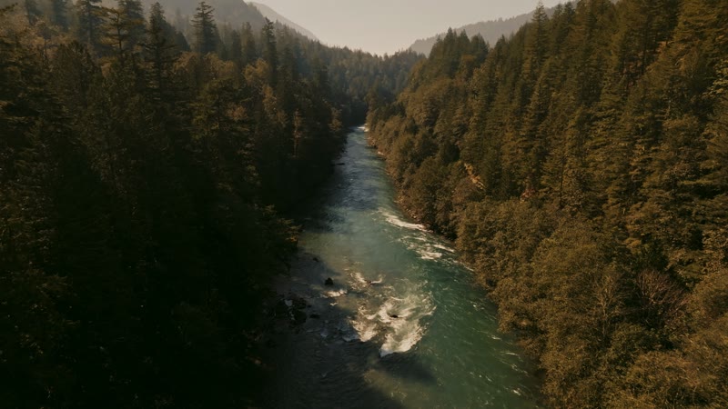 Forest River | Visual Revival