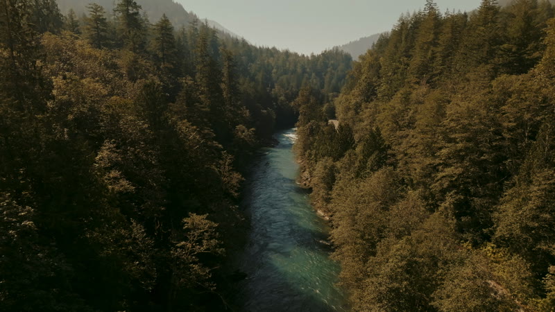 Forest River | Visual Revival