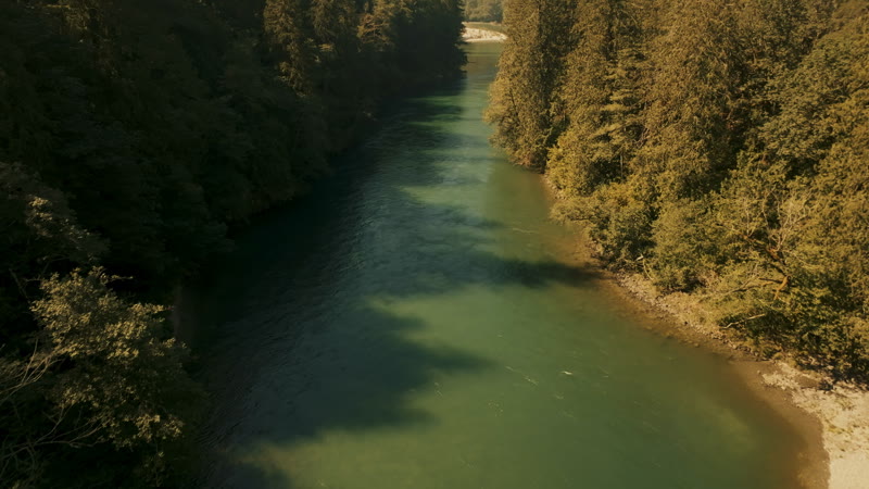 Forest River | Visual Revival