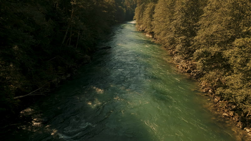 Forest River | Visual Revival