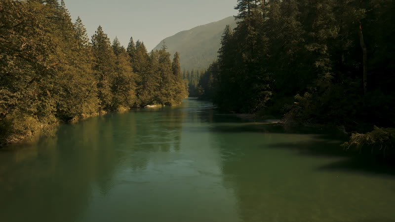 Forest River | Visual Revival