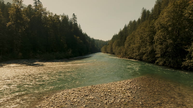 Forest River | Visual Revival