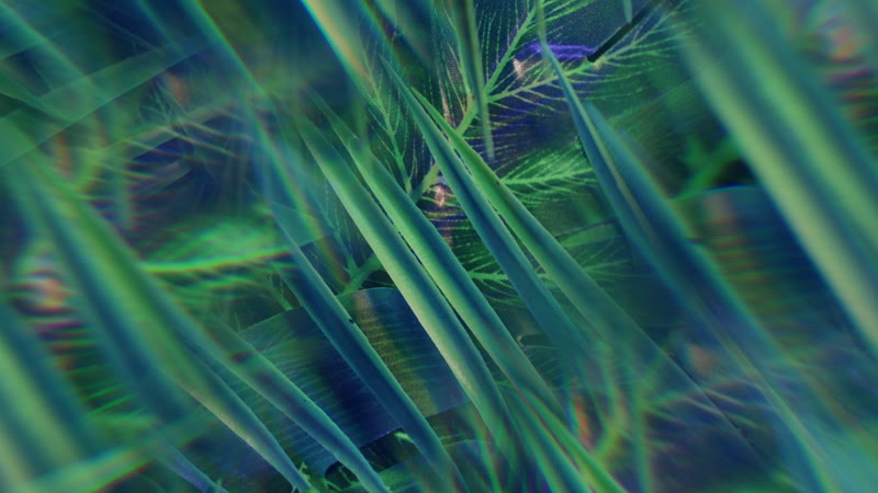 Palms | Visual Revival