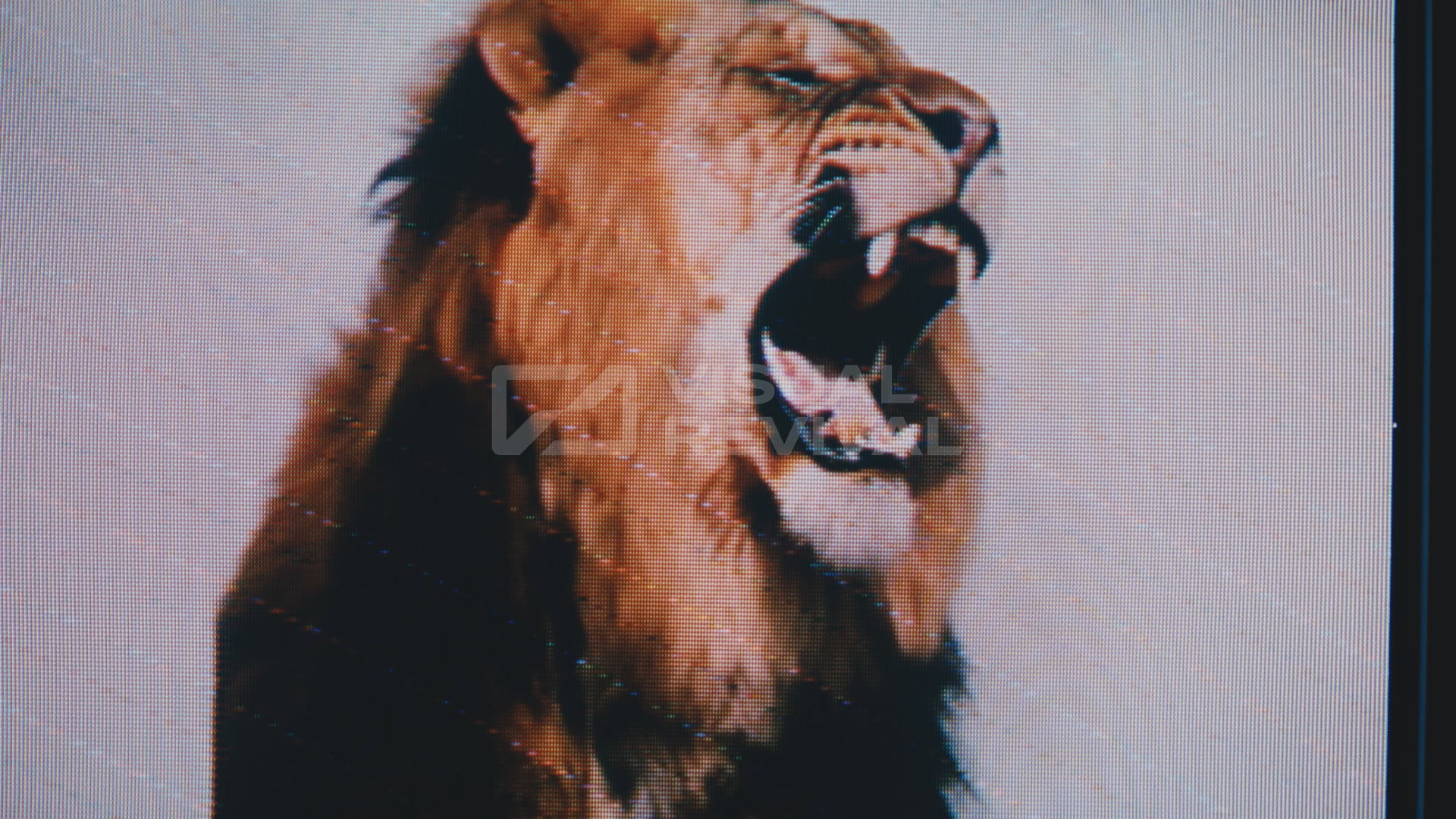 CRT Lion Still 08 | Visual Revival