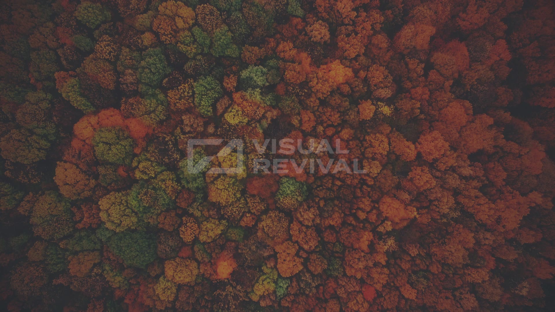 Autumn Colors Still - Above | Visual Revival