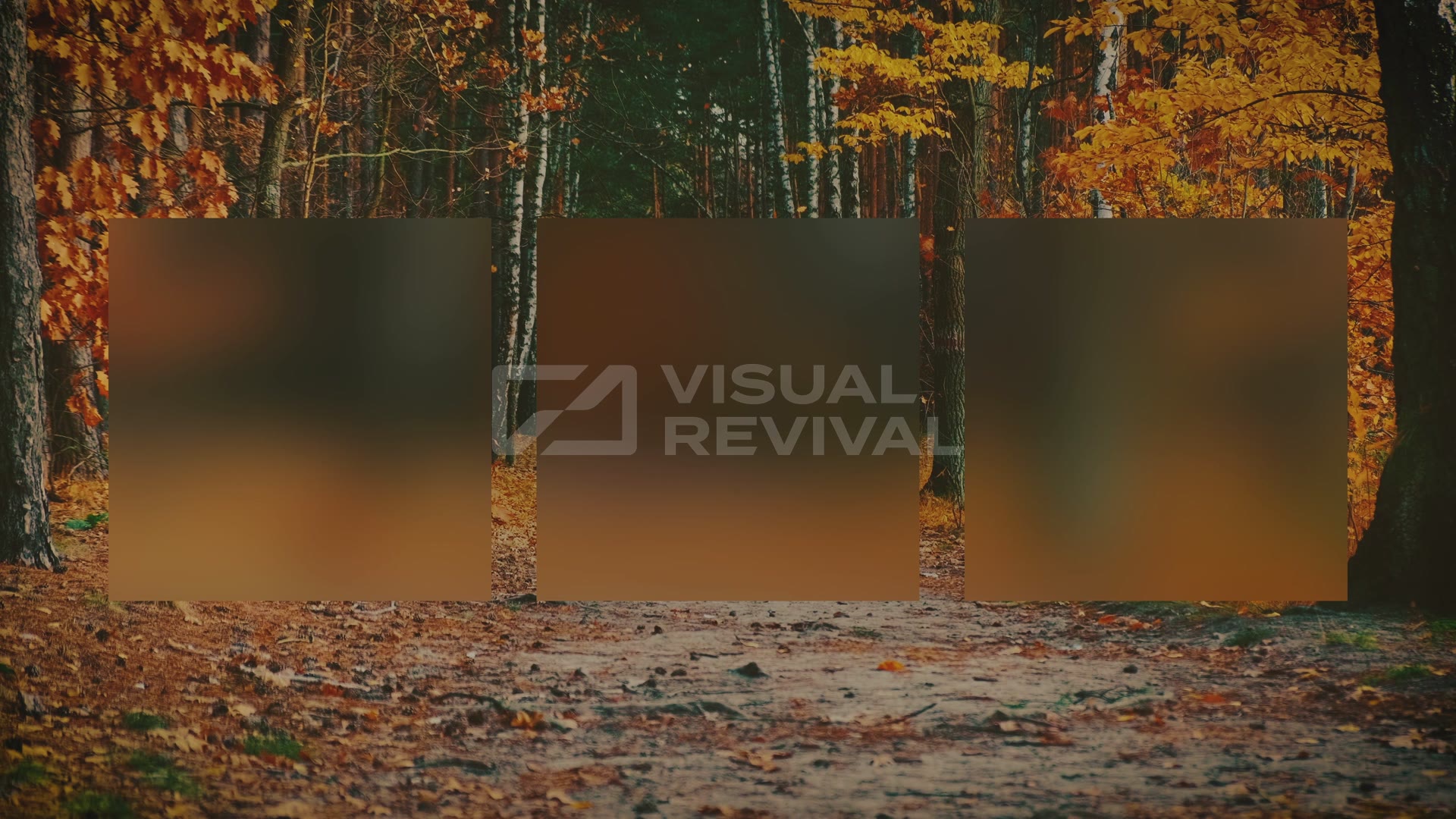 Autumn Colors Still - Square Path | Visual Revival