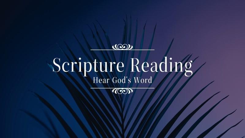 Cinematic Palms | Visual Revival