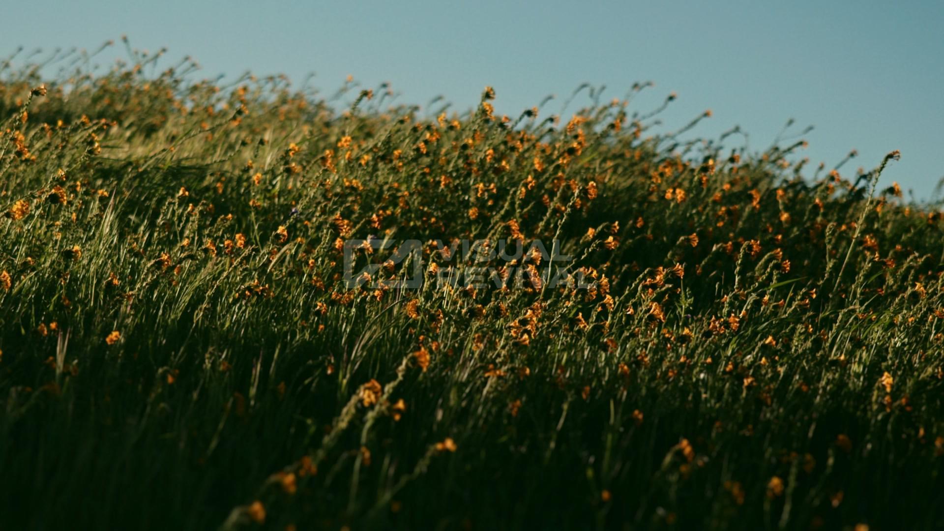 Spring Awakening Still 01 | Visual Revival