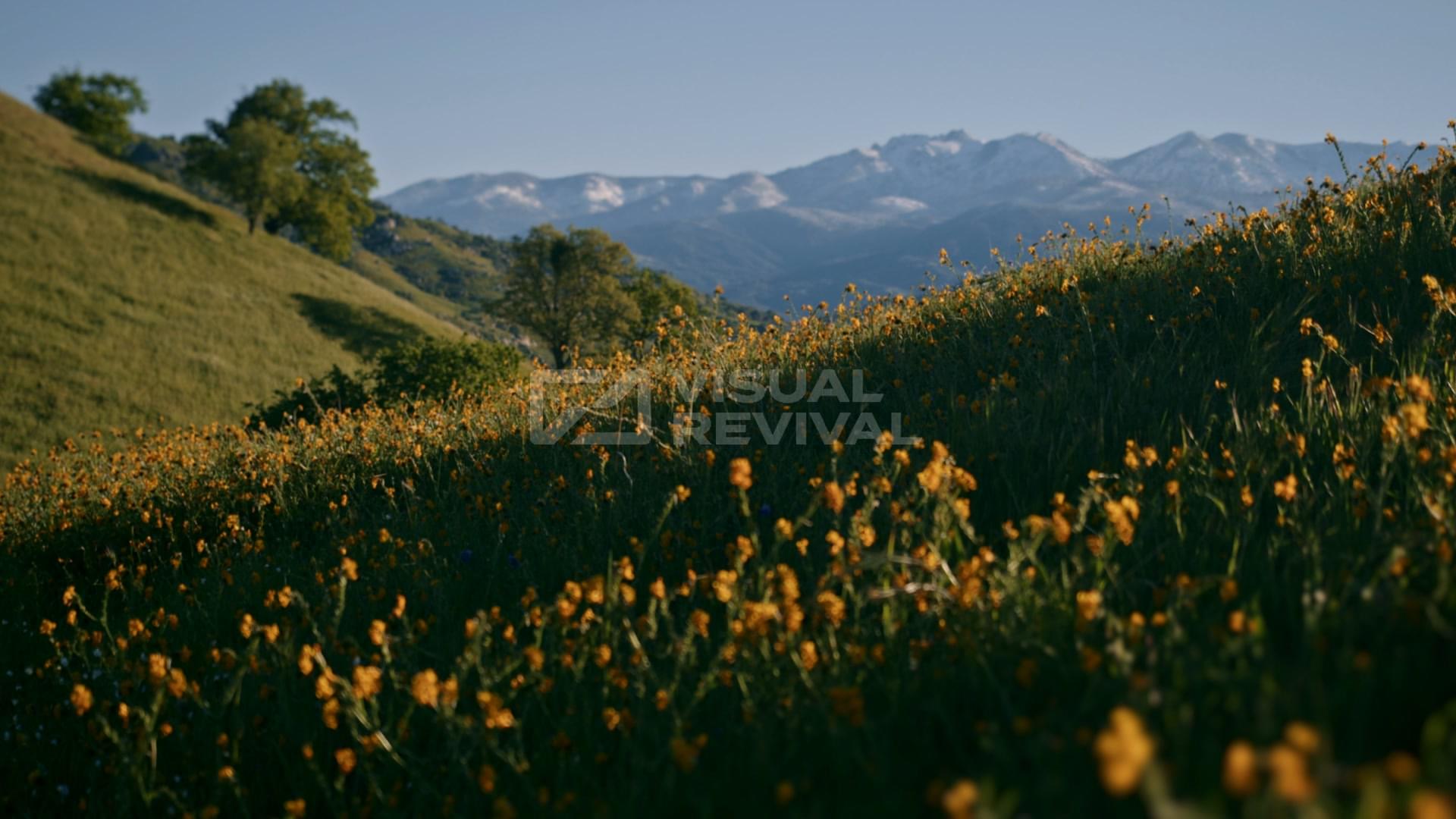 Spring Awakening Still 02 | Visual Revival