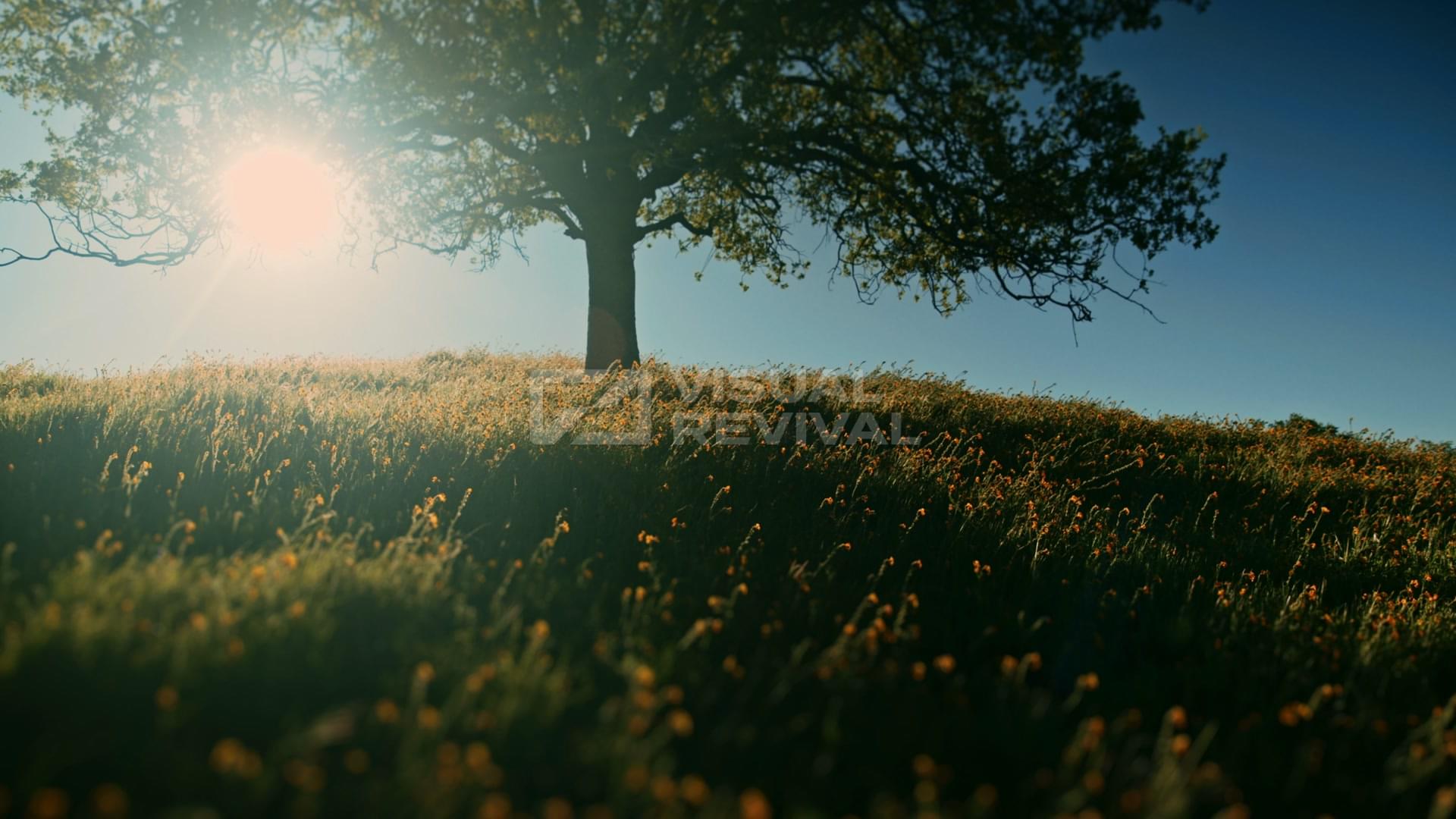 Spring Awakening Still 03 | Visual Revival