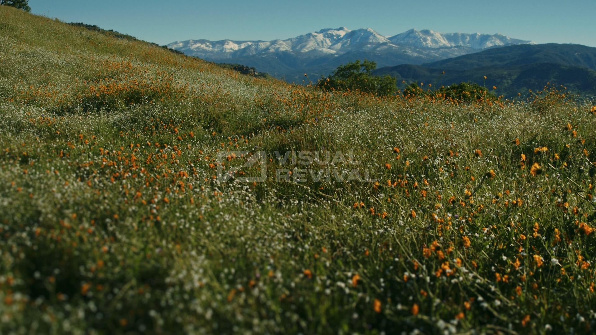 Spring Awakening Still 04 | Visual Revival