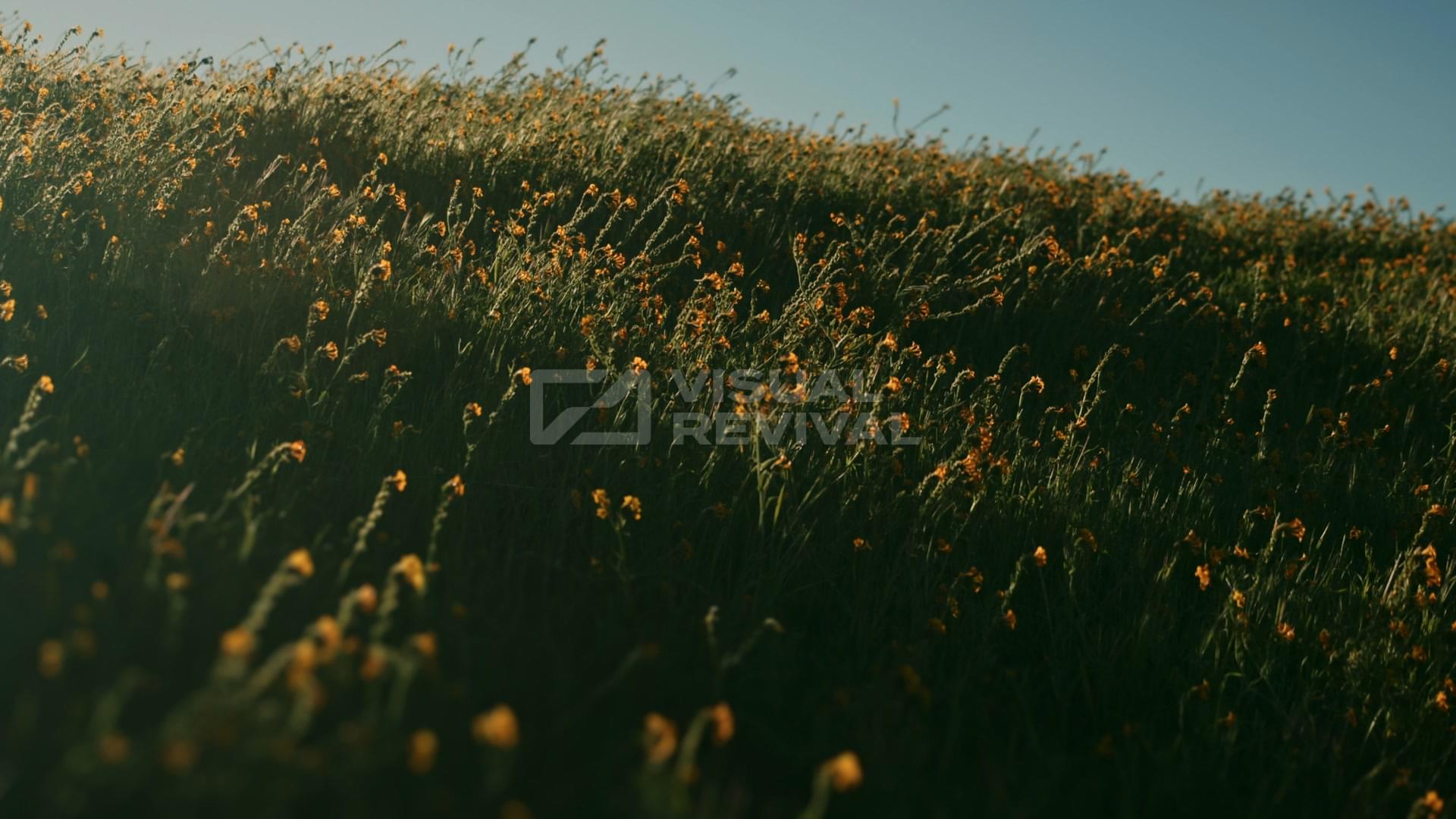 Spring Awakening Still 05 | Visual Revival