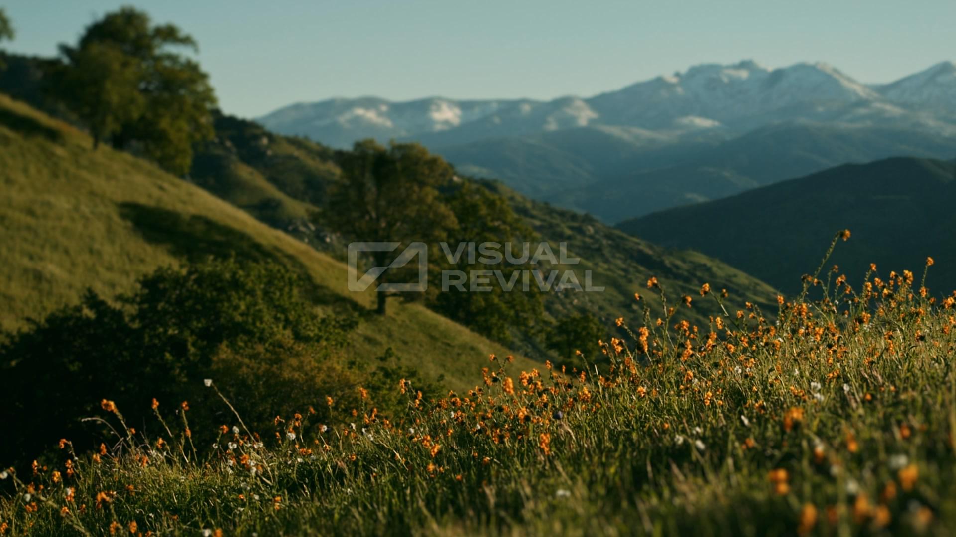 Spring Awakening Still 06 | Visual Revival