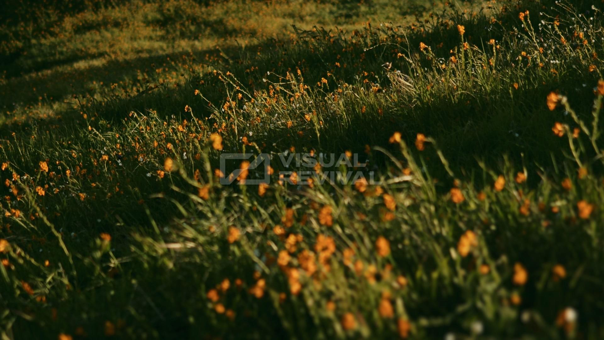 Spring Awakening Still 08 | Visual Revival