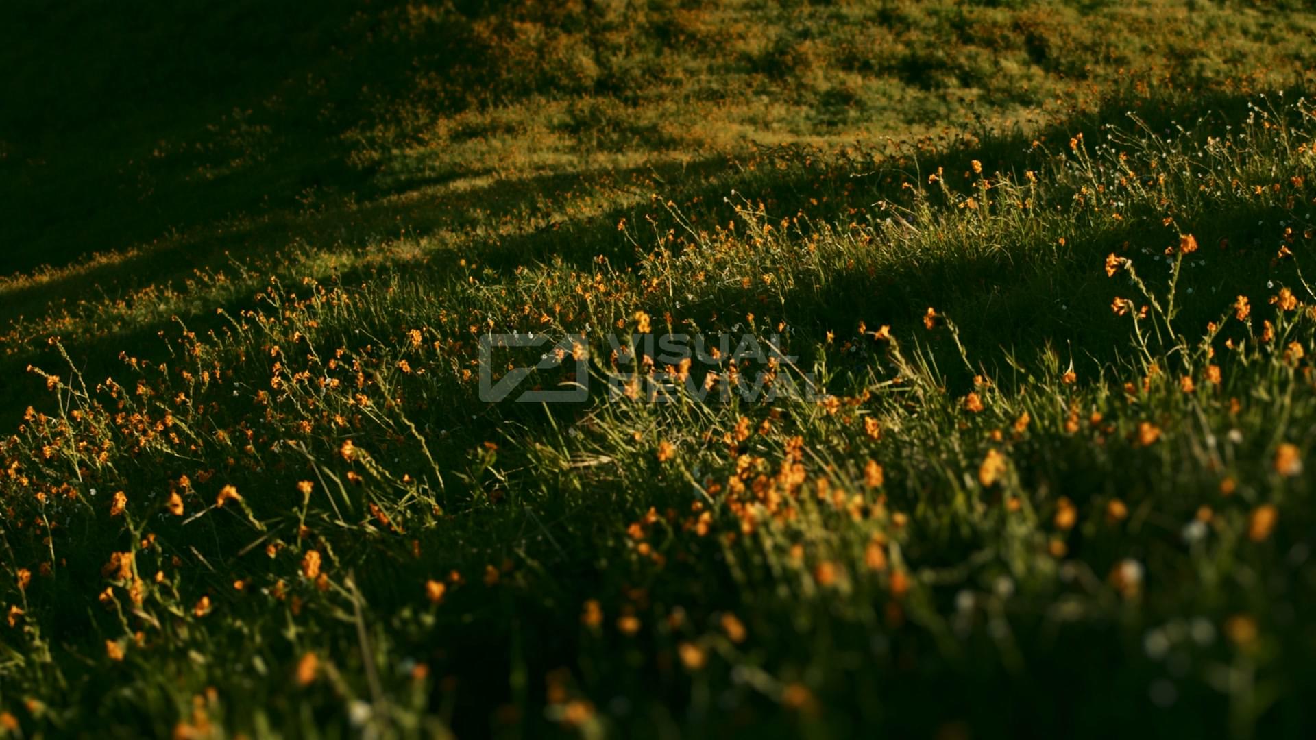 Spring Awakening Still 09 | Visual Revival