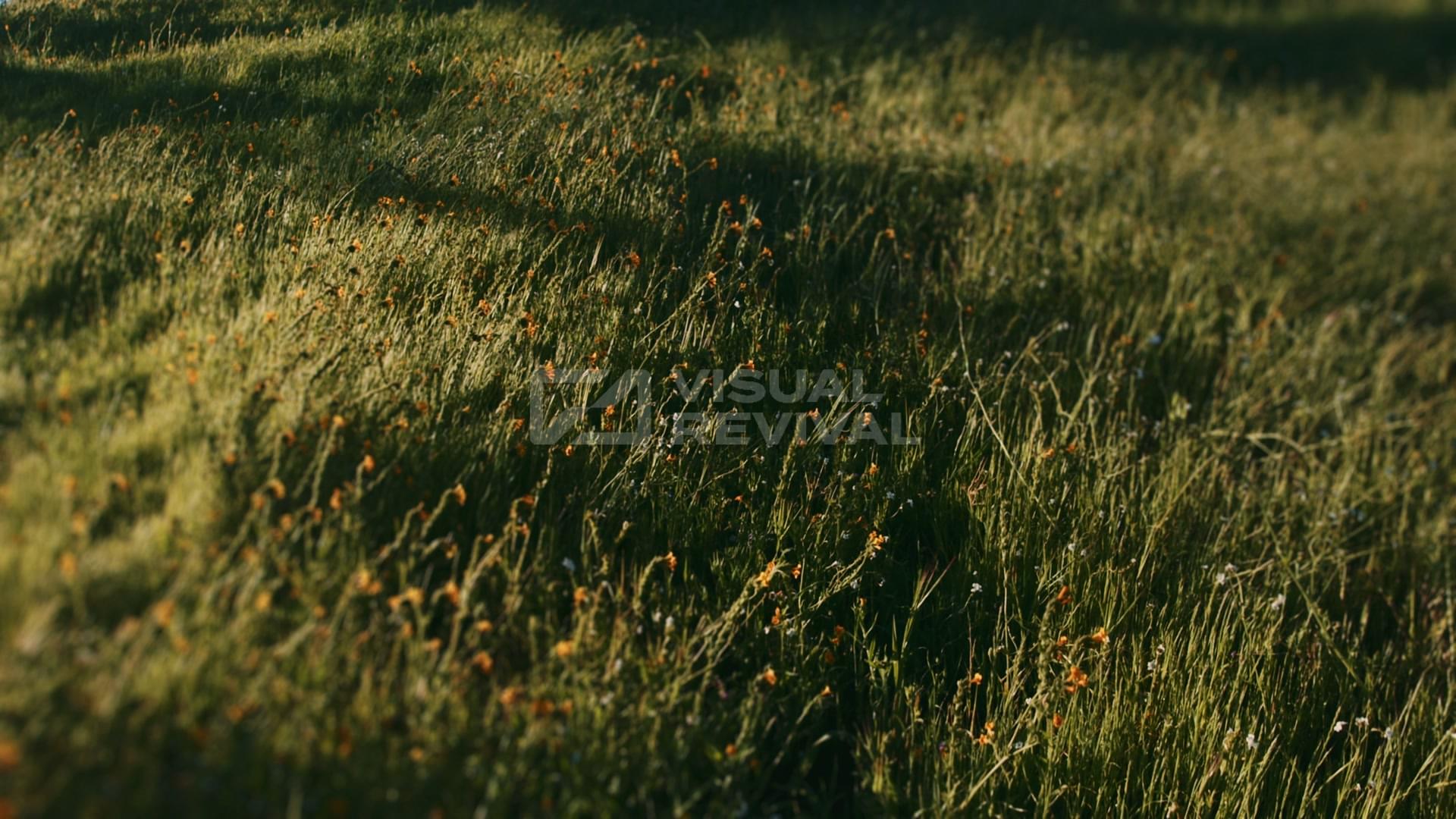 Spring Awakening Still 12 | Visual Revival