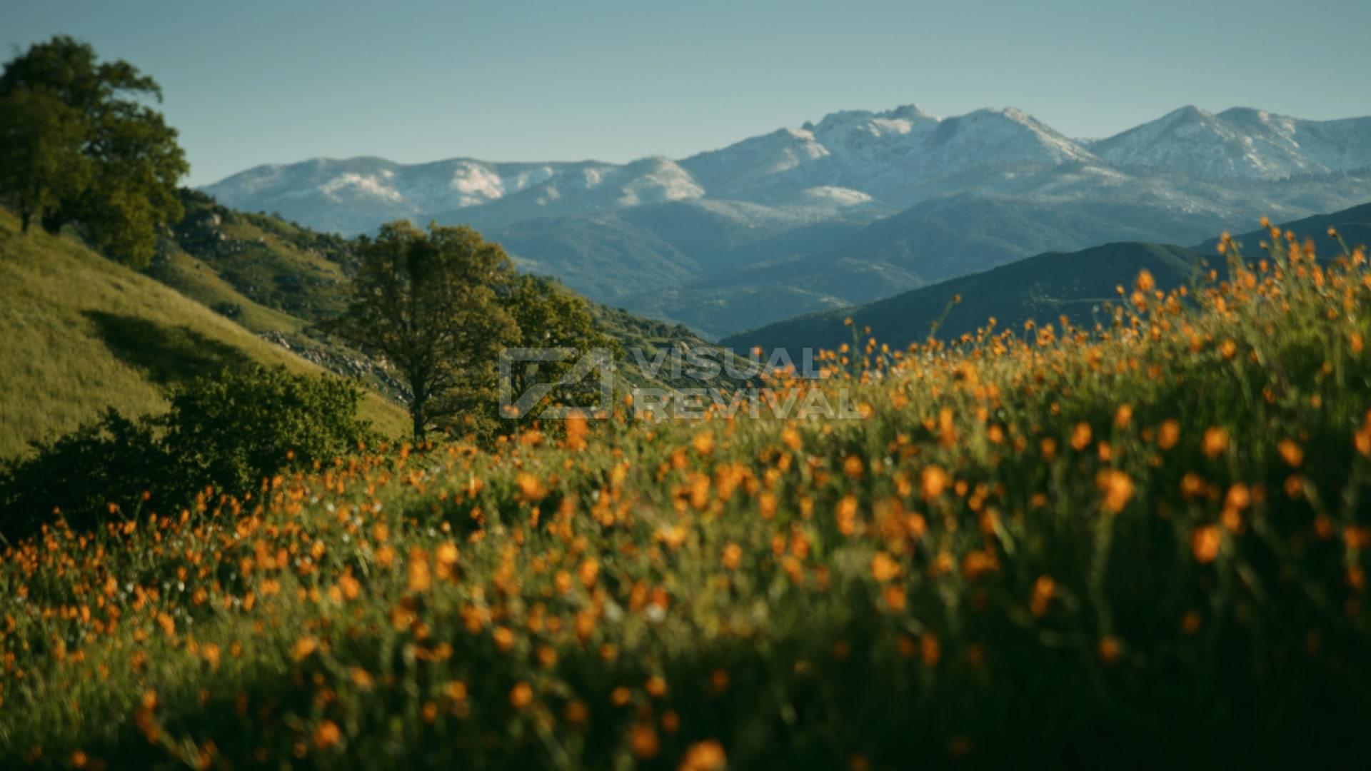 Spring Awakening Still 15 | Visual Revival