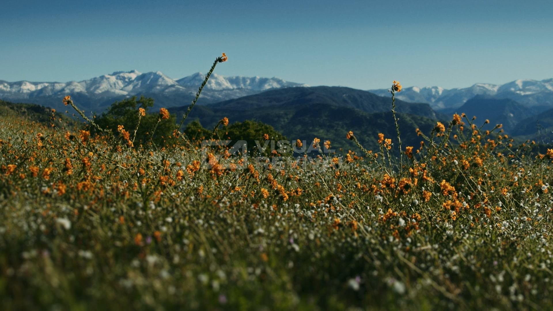 Spring Awakening Still 20 | Visual Revival