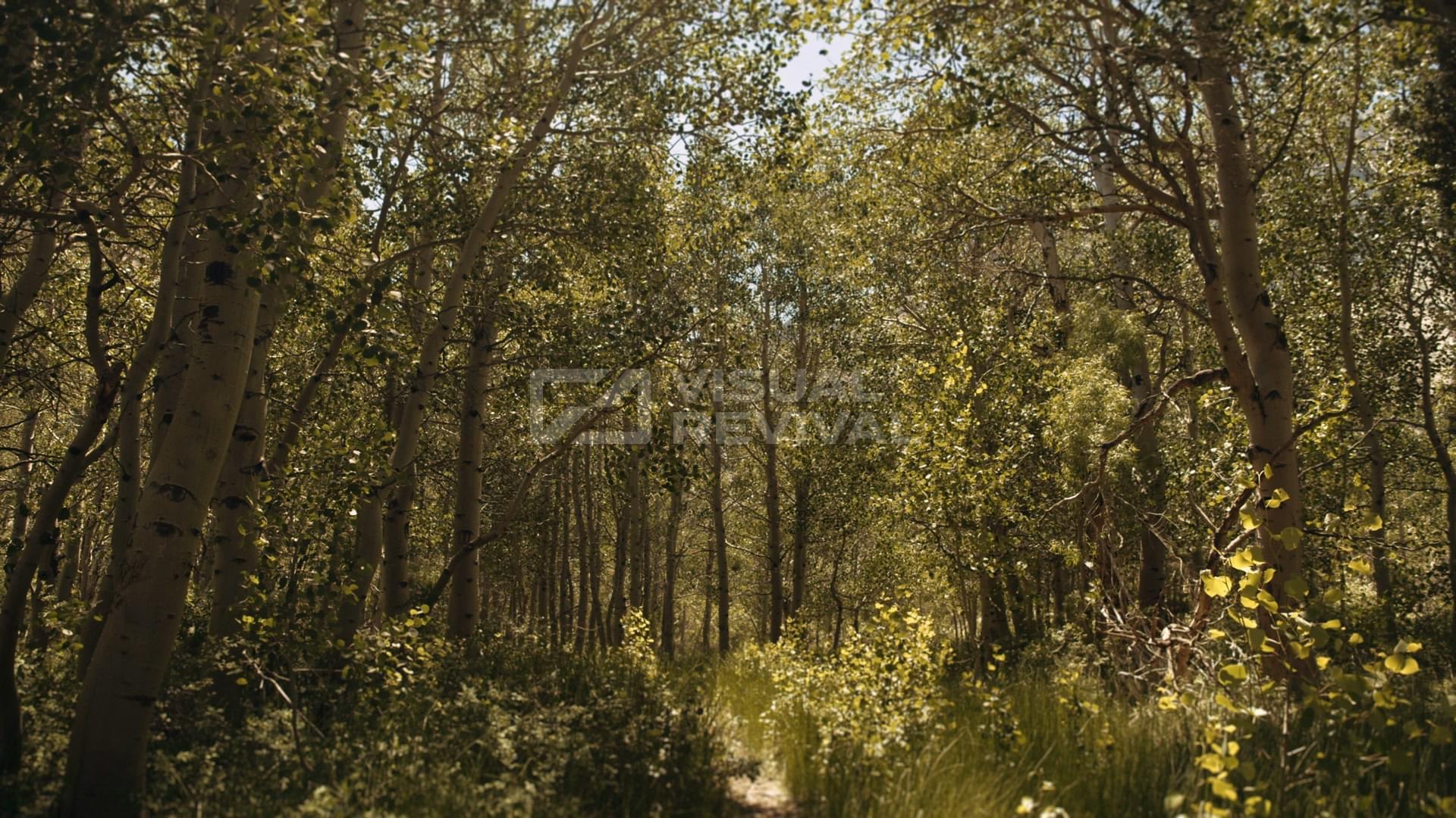 Aspen Meadows Still 02 | Visual Revival