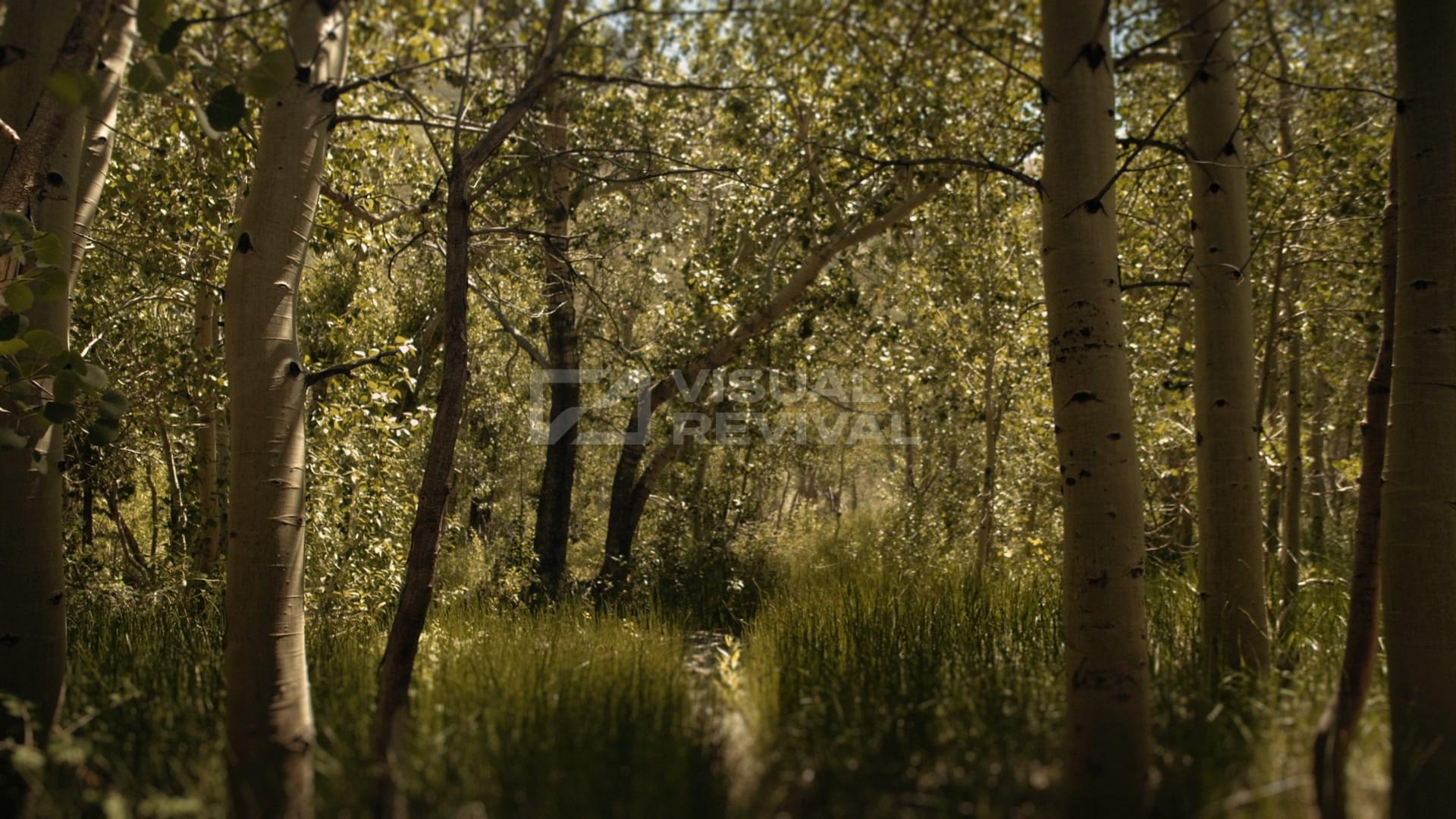 Aspen Meadows Still 13 | Visual Revival